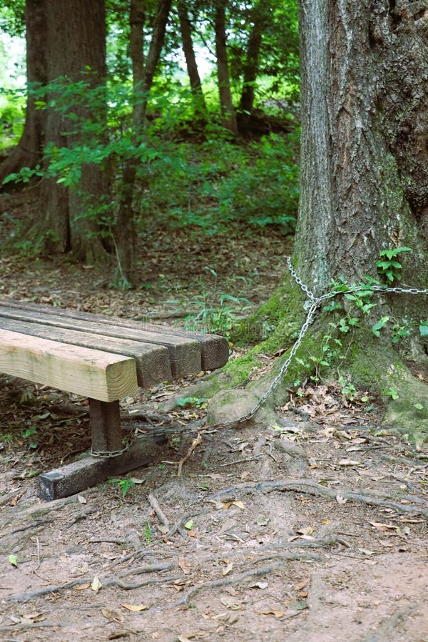 Wood Beam Bench Chained To Tree Trunk in Forest Stock Photo - Image of ...
