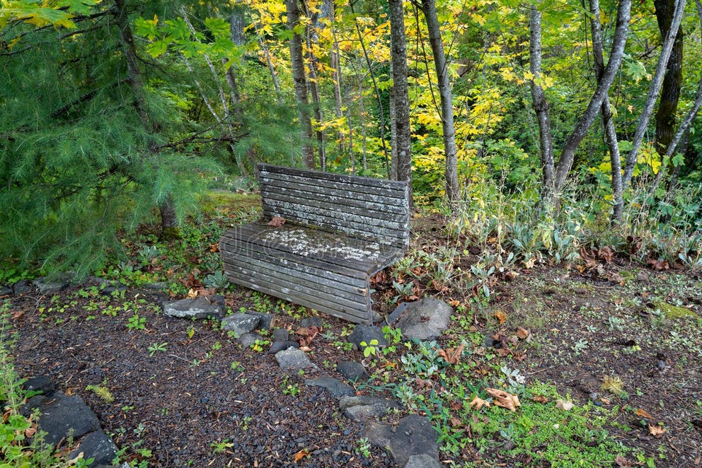 Wood Bench Covered in Lichen in the Forest Stock Photo - Image of ...