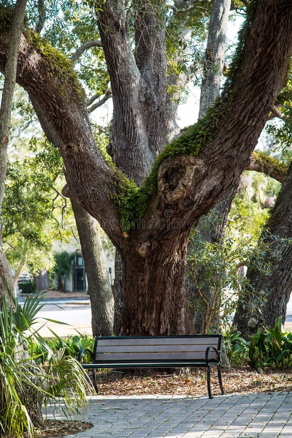 Massive Live Oak Tree stock photo. Image of south, road - 102834568