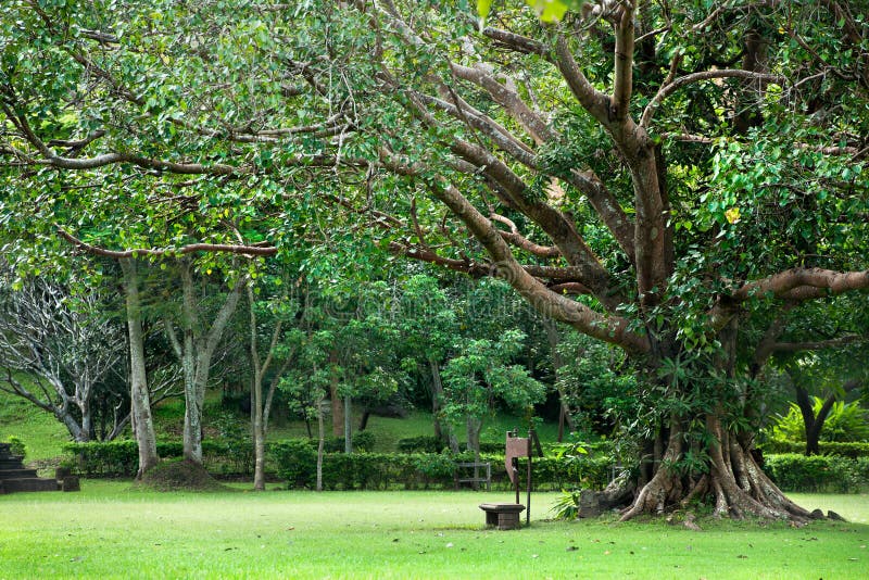 Wood bench under tree stock photo. Image of green, outdoor - 22255810