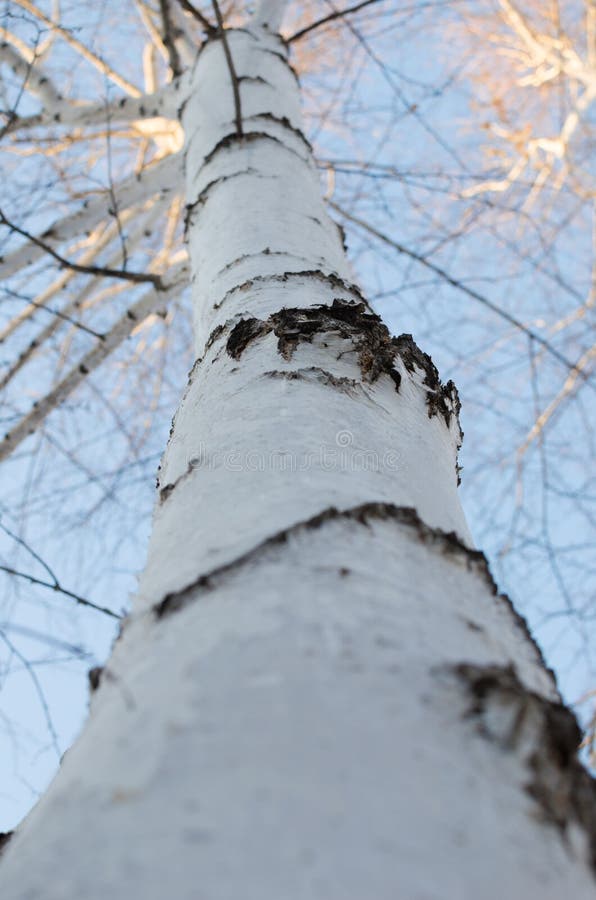 Wood birch bark stock photo. Image of forest, vertical - 90512150