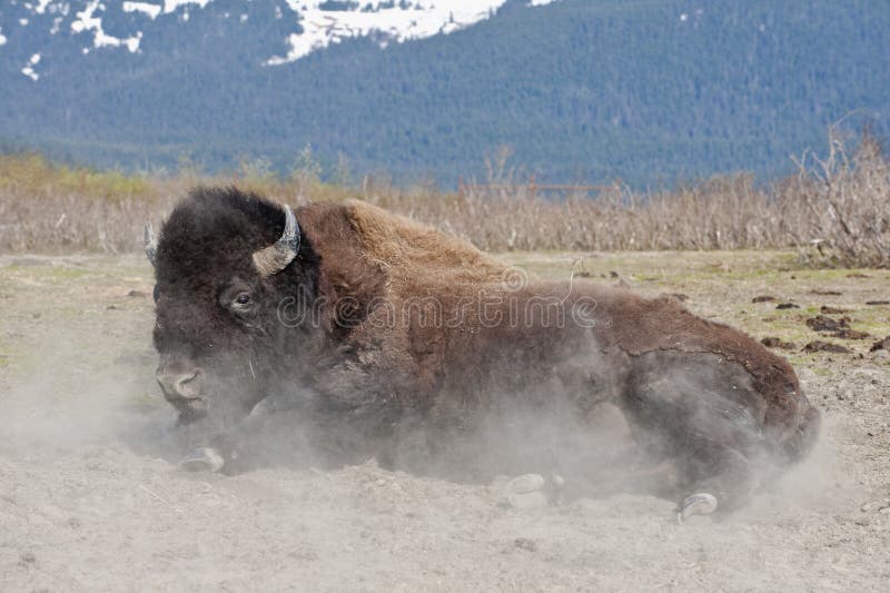 Wood Bison Calf stock photo. Image of young, running - 25281056