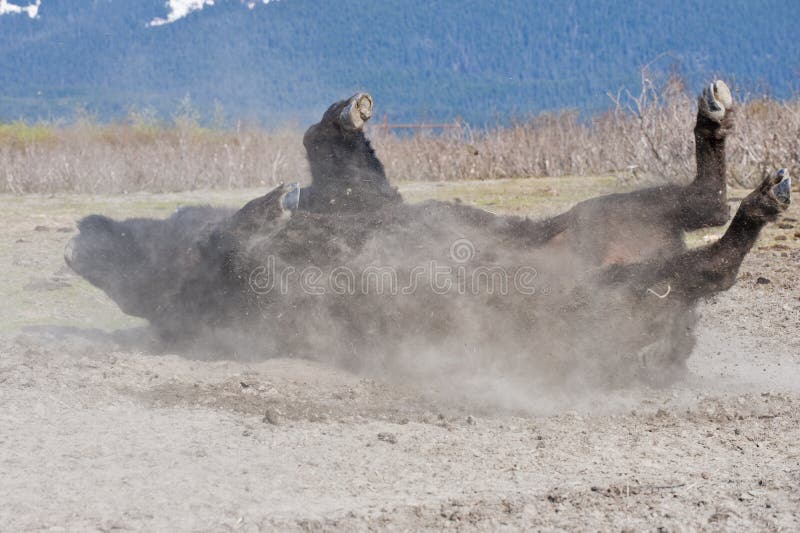 Wood Bison rolling in dirt stock photo. Image of ground - 11357916