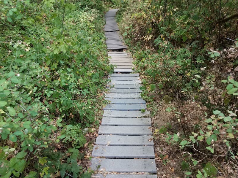 Wood Board Trail or Path in Forest or Woods Stock Image - Image of ...