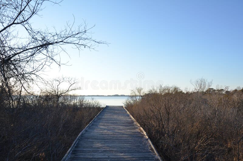 Wood Boardwalk or Path with Trees and Water Stock Image - Image of ...