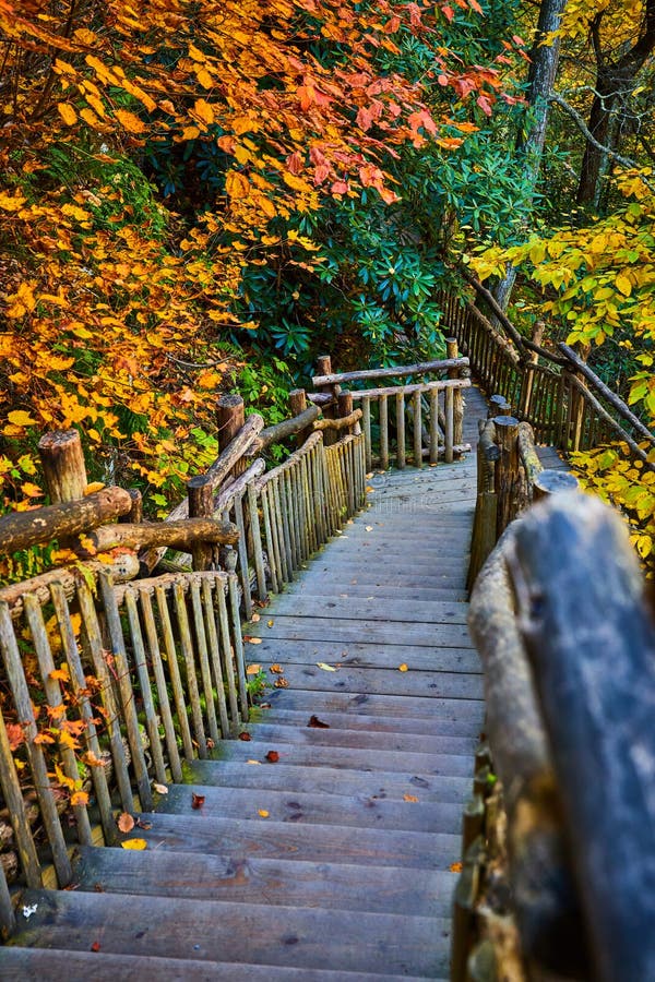 Wood Boardwalk Stairs Leading Down through Peak Fall Foliage Forest ...