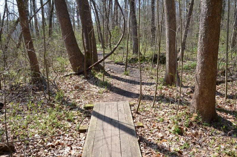 Wood Boardwalk or Trail in Forest or Woods Stock Photo - Image of woods ...