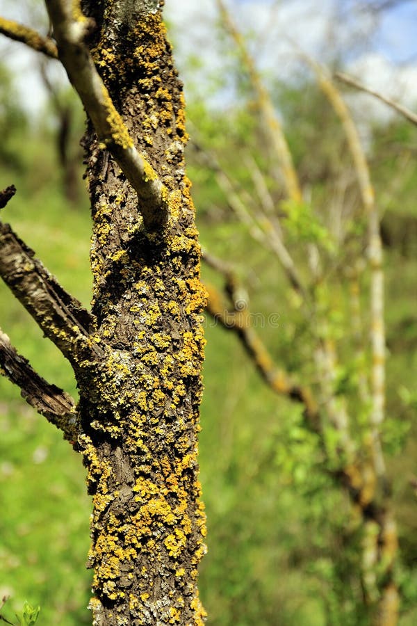 Wood bole in the forest. stock photo. Image of environment - 57454444