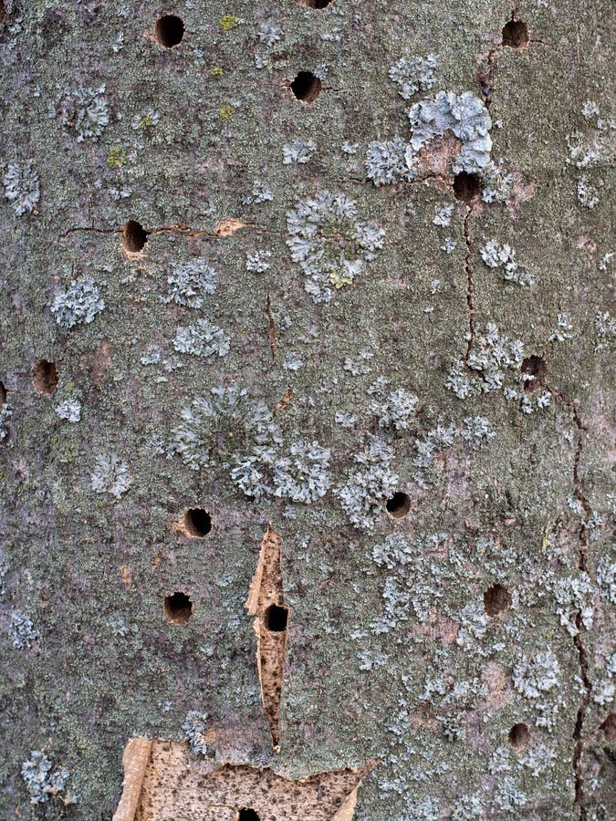 Wood Boring Insects, Tree Damage Stock Image - Image of background ...