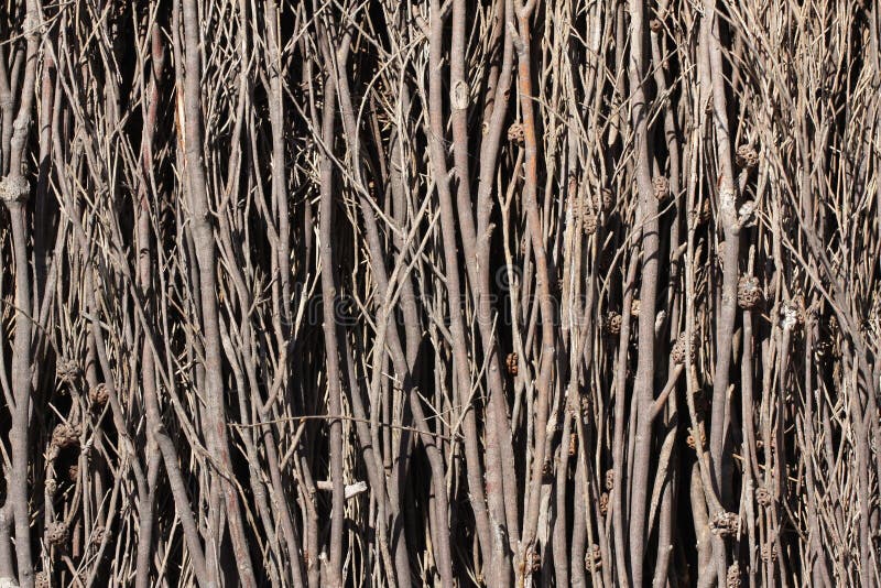 Wood Branch Background Texture Stock Photo - Image of building, solid ...