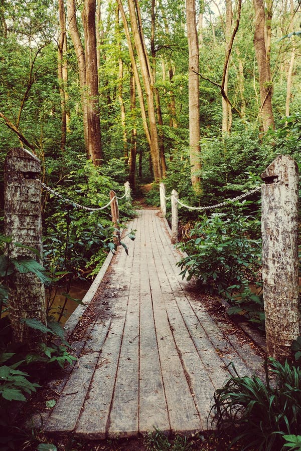 Bridge on forest stock photo. Image of natural, foliage - 123366070