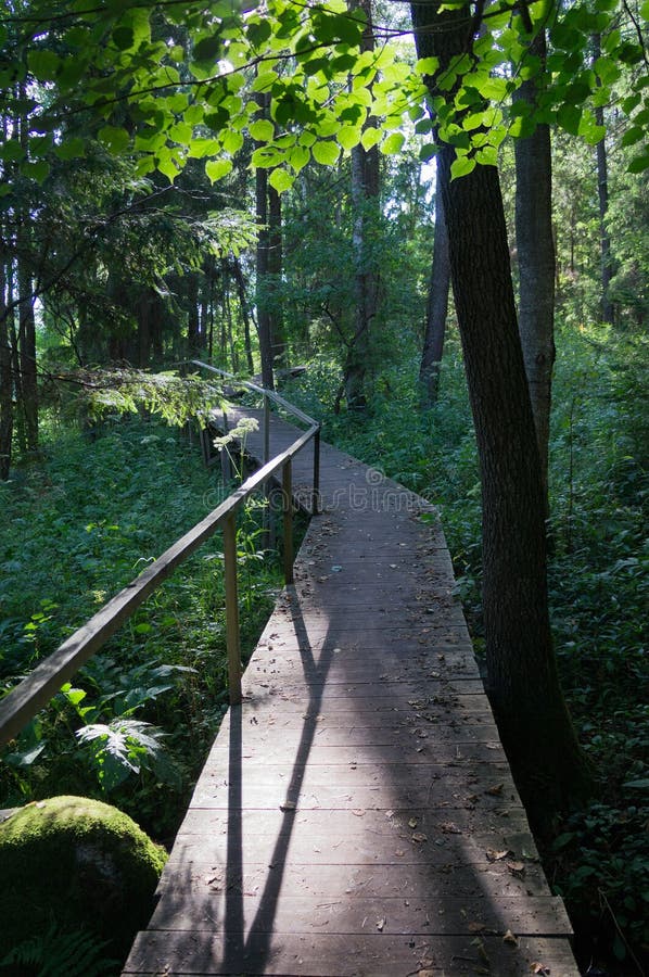 Wood bridge in forest stock photo. Image of mountain - 68874798