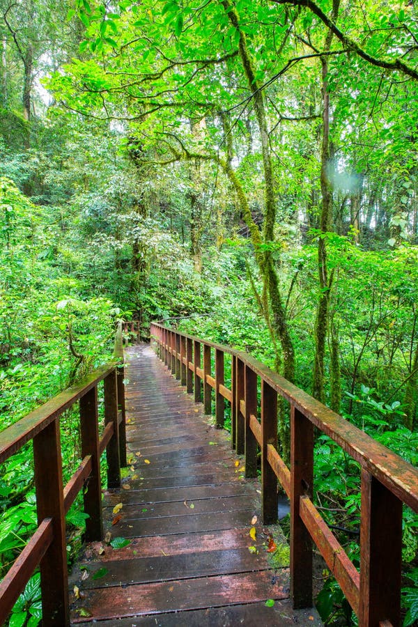 Wood bridge in the forest stock image. Image of summer - 250314291