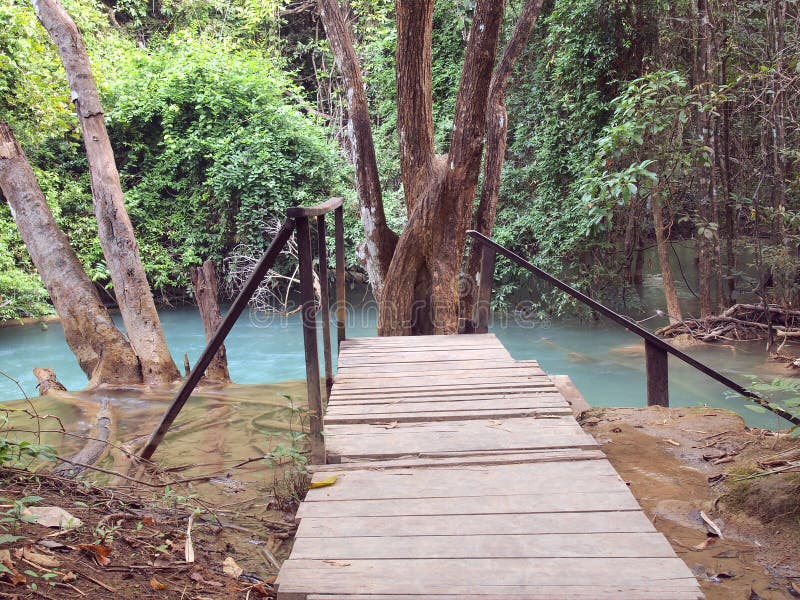 Wood bridge in the jungle stock photo. Image of green - 70574902