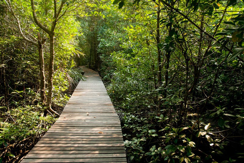 552 Red Mangrove Wood Stock Photos - Free & Royalty-Free Stock Photos ...