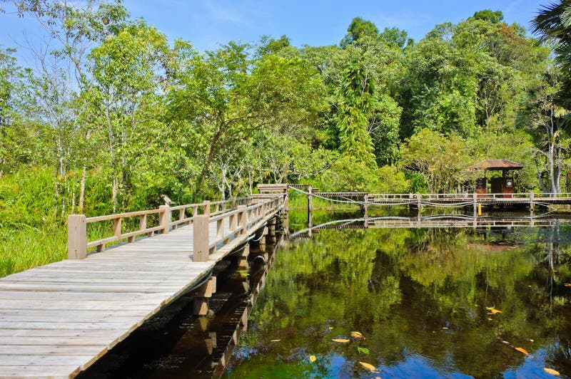 Wood Bridge in Peat Swamp Forest Stock Photo - Image of swamp, water ...