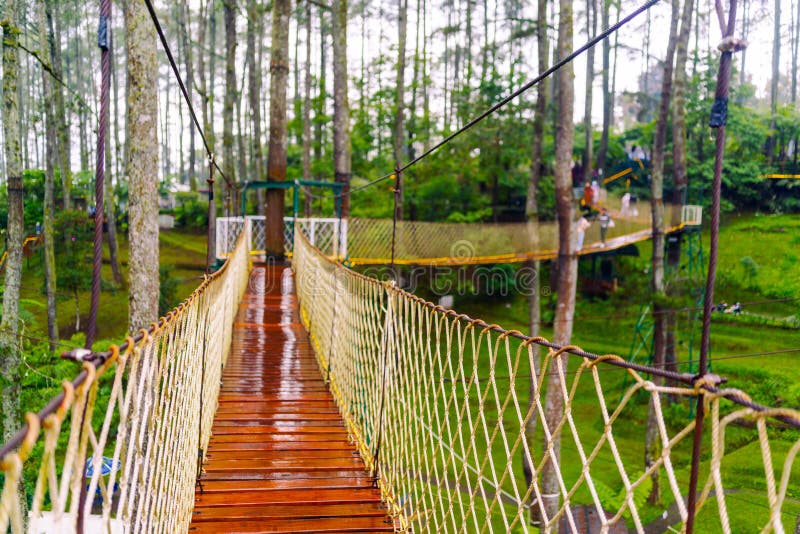 Wood Bridge Supported by Steel Cable Inside Pine Tree Forest Stock ...