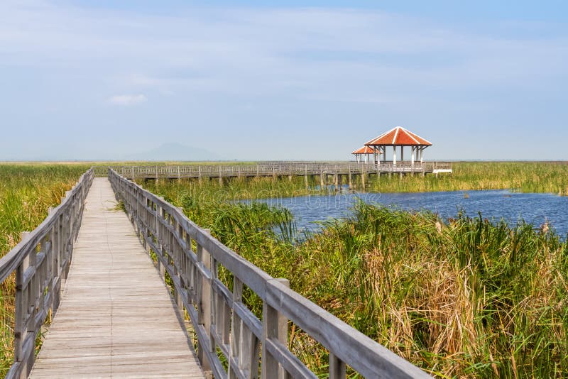 Wood bridge on swamp stock photo. Image of landscape - 65395394