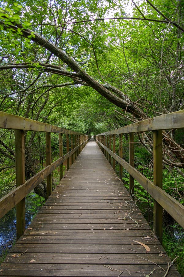 Wood Bridge Walkway in a Wild Forest. Trees Over the Platform Stock ...