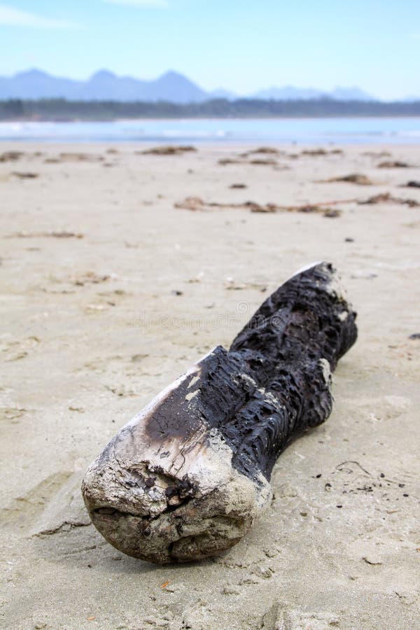 Wood burned on the beach stock photo. Image of remnants - 153475680