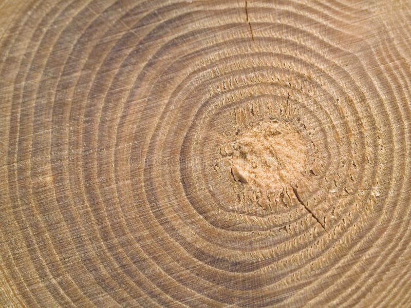 Tree rings stock image. Image of closeup, nature, wooden - 13701597