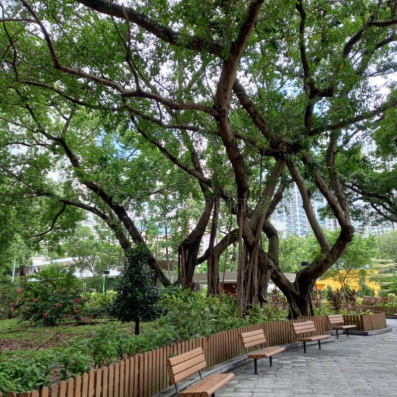 Wood Chair Under the Big Tree Stock Image - Image of garden, grass ...