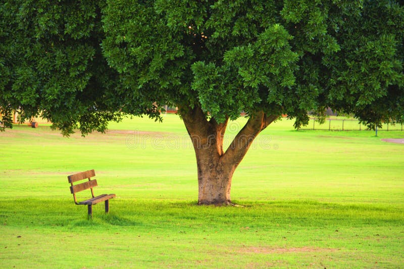 A Wood Chair Under Tree in a Garden Stock Image - Image of landscape ...