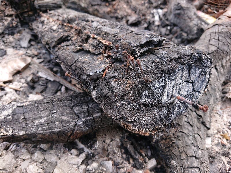 Wood Charcoal and Rusty Nails Stock Image - Image of rusty, branch ...
