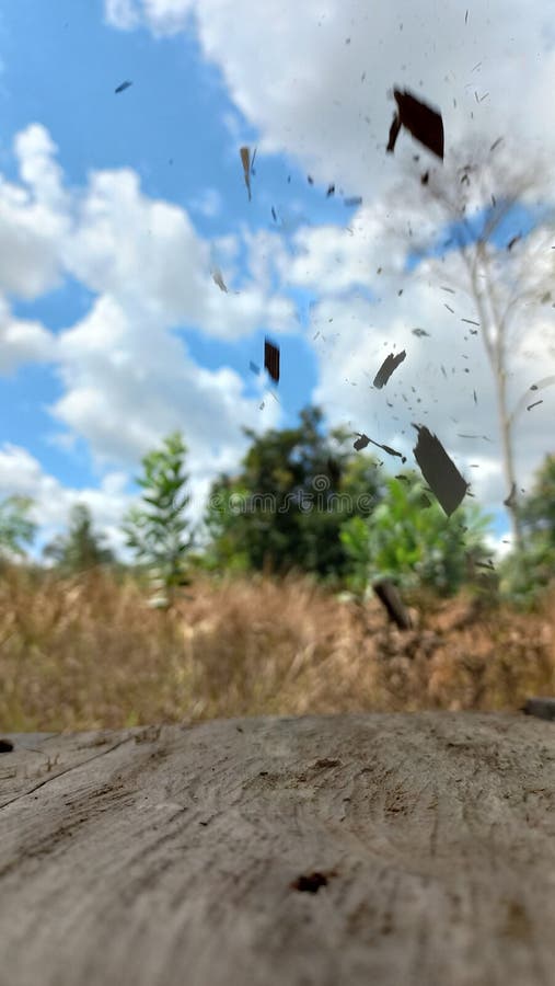 Wood Chips Falling Apart in the Wind Stock Photo - Image of chips ...