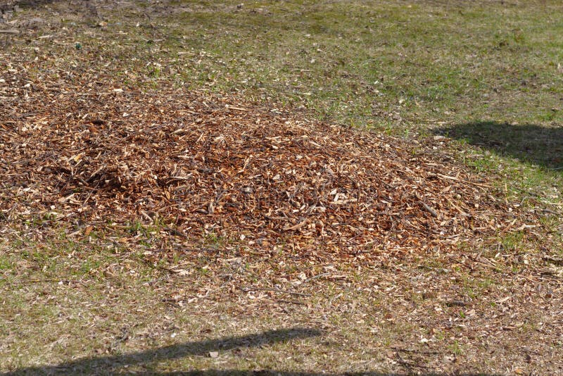 Wood Chips from Finely Chopped Tree Branches after Pruning in Spring ...