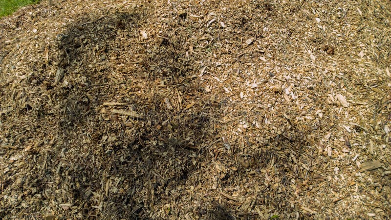 Wood chips stock image. Image of rough, gardening, texture - 255897121