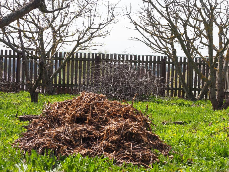 Wood Chips Recycled Chopped Tree Branches Lie in a Pile in the Garden ...