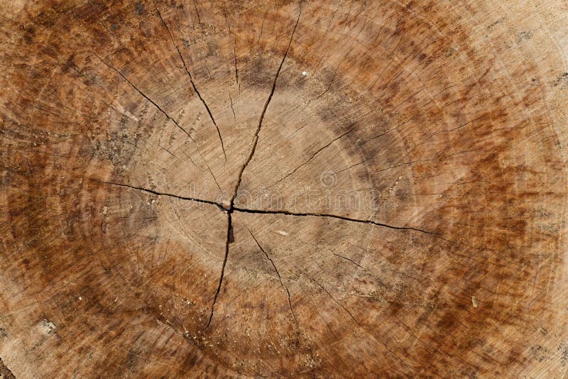 Wood Circle Texture Slice Background Tree Stock Image - Image of ...