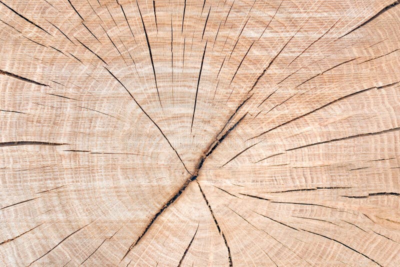 Wood Circle stock photo. Image of tree, trunk, energy - 41854942