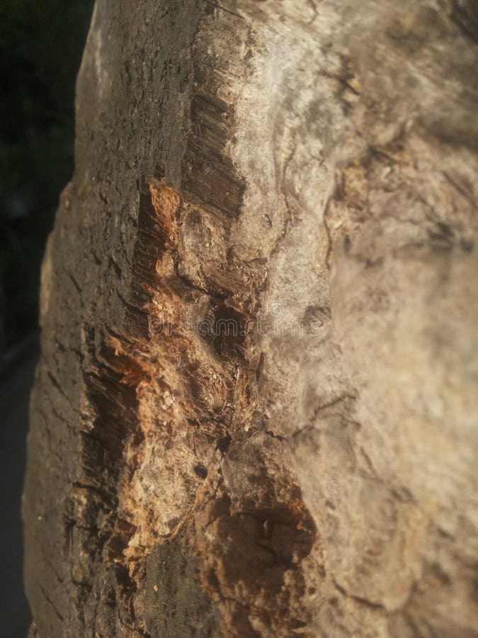 Wood stock image. Image of explore, close, tree, exploration - 128967283