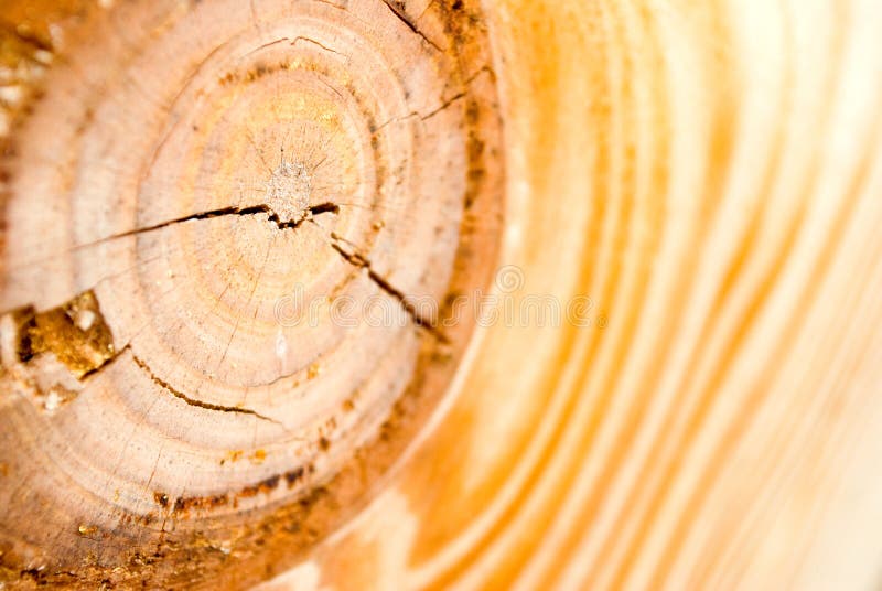 Cedar tree stump stock photo. Image of lumberjack, board - 1830110