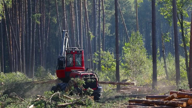 The Wood Combine Harvester Processes the Pine, the Harvester Cuts the ...
