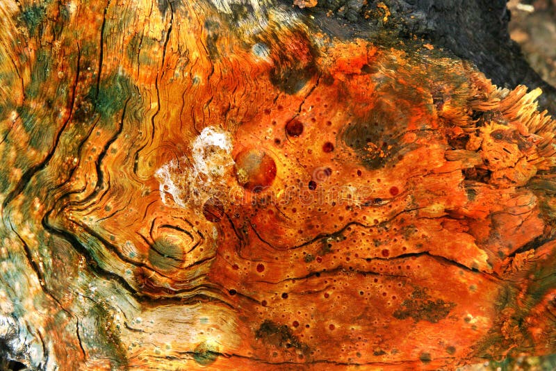 Wood Composition Picture. Image: 84921754