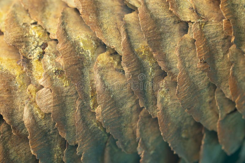 Wood Cone Texture Background Copy Space. Textured Backdrop Stock Image ...