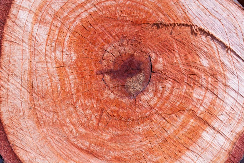 Wood core texture stock image. Image of allium, pollen - 36574745