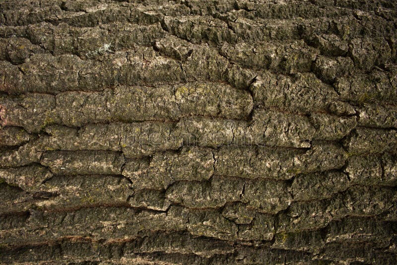 Cortex Texture Caesalpinia Granadillo Stock Image - Image of attention ...