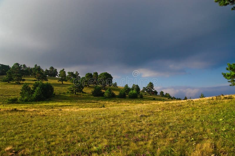 Wood in countryside stock image. Image of forested, foliage - 10586945