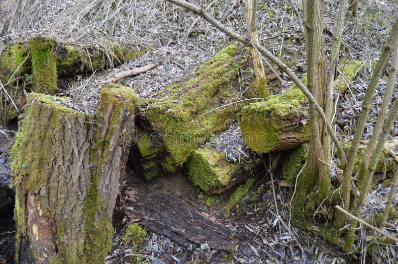 Wood covered with moss stock photo. Image of beautiful - 69420612