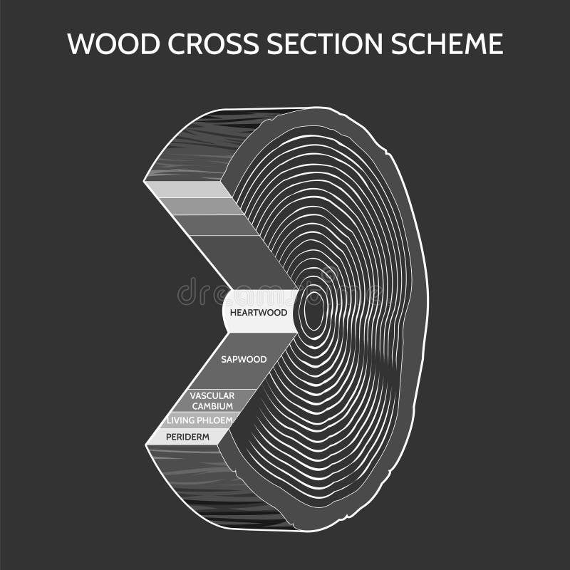 Wood cross section scheme stock vector. Illustration of sapwood - 79613482