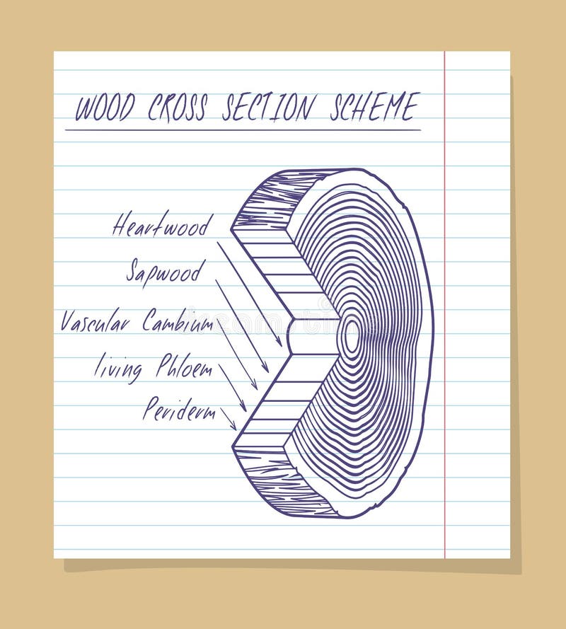 Wood Cross Section Scheme Sketch Stock Vector - Illustration of ...
