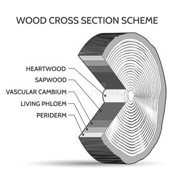 Cross Section Woody Stems Stock Illustrations – 6 Cross Section Woody ...