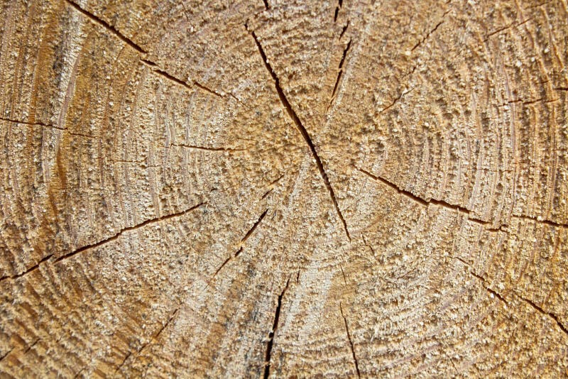 Wood cross section texture stock image. Image of artistic - 145672353