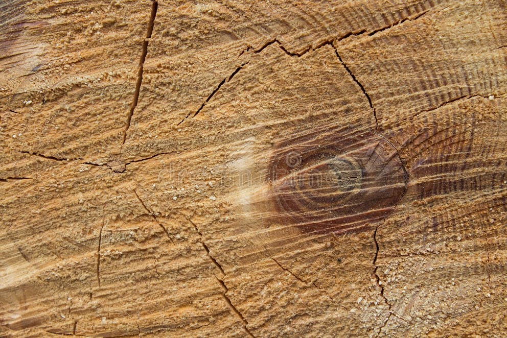 Wood cross section texture stock photo. Image of carpentry - 145673042