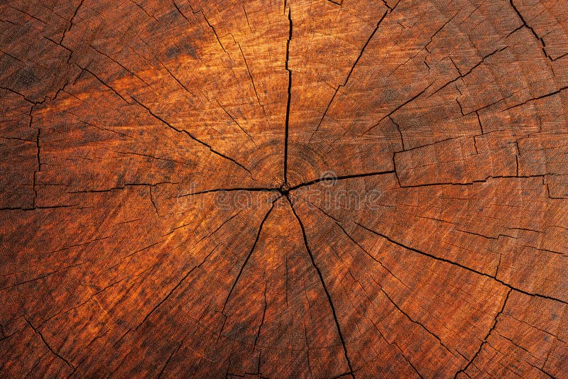 Wood Cross-section Texture stock image. Image of trunk - 55863157