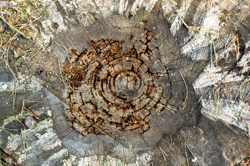 Wood Cross Section and Texture, Old Tree Trunk Stock Photo - Image of ...